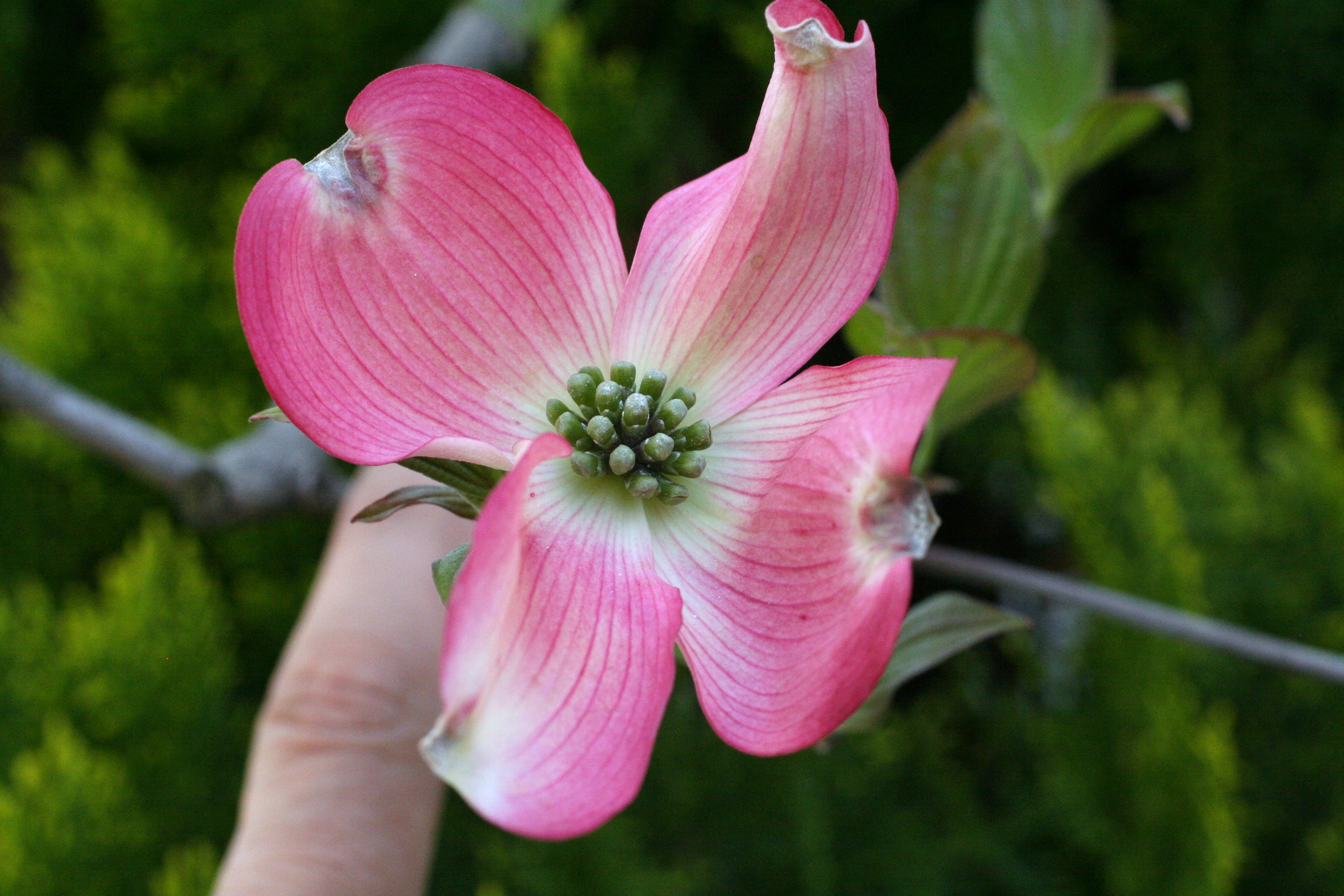 石楠花とミツバチ・咲き始めたえびね蘭とハナミズキ: mountain fishing site TOMISAN2